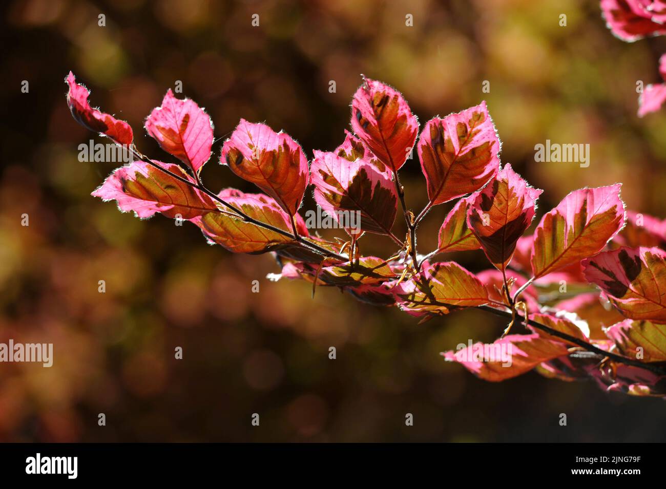 Plant, Red beech, Fagus Sylvatica Roseo Marginata Stock Photo - Alamy
