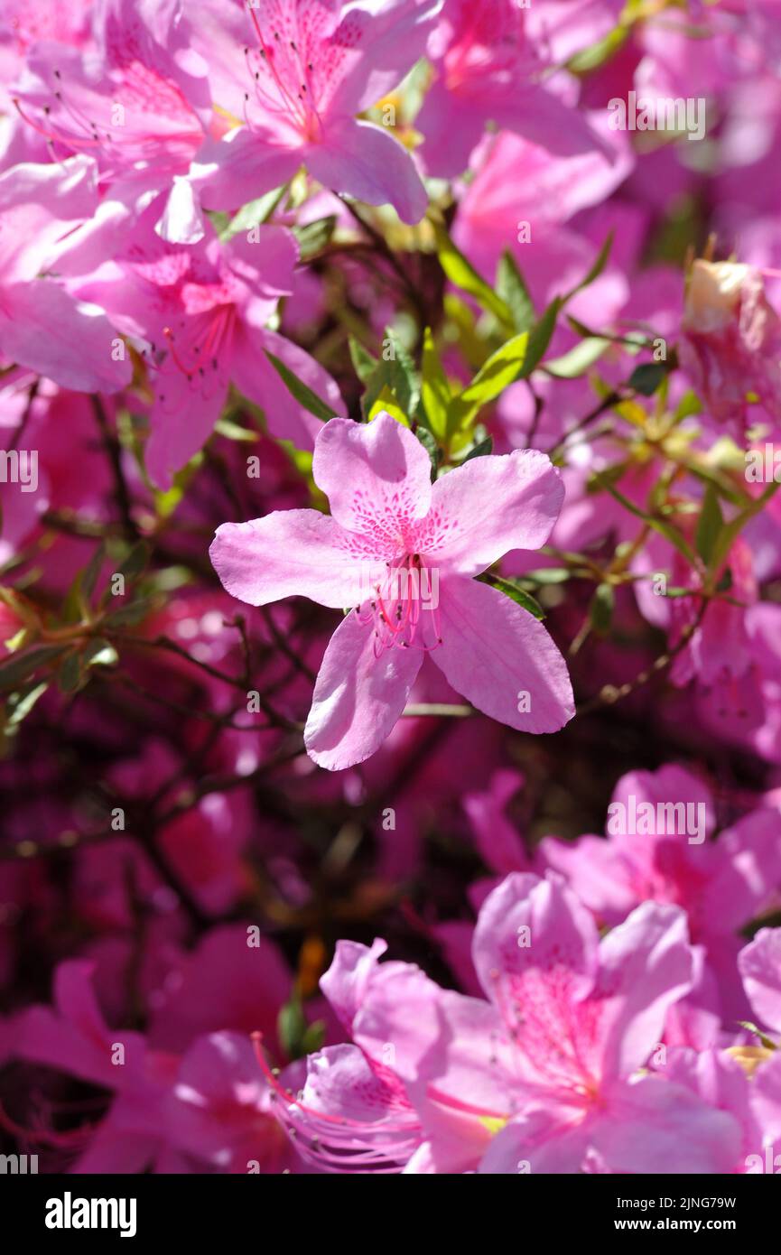 Rhododendron ericaceae family hi-res stock photography and images - Alamy