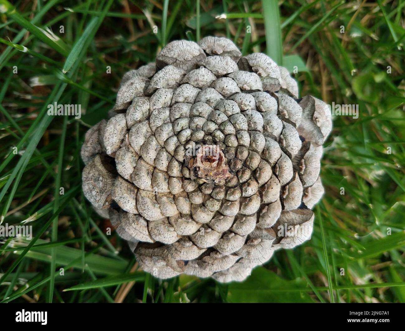 A closeup of a pine cone pattern Stock Photo - Alamy