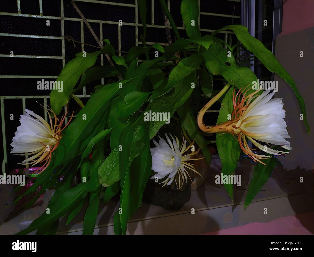 Epiphyllum oxypetalum, the Dutchman's pipe cactus, princess of the ...