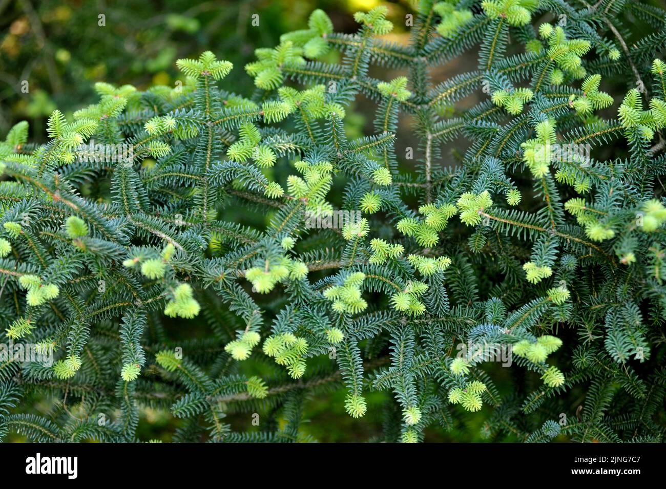 Plant, Spanish fir, Abies Pinsapo Stock Photo - Alamy