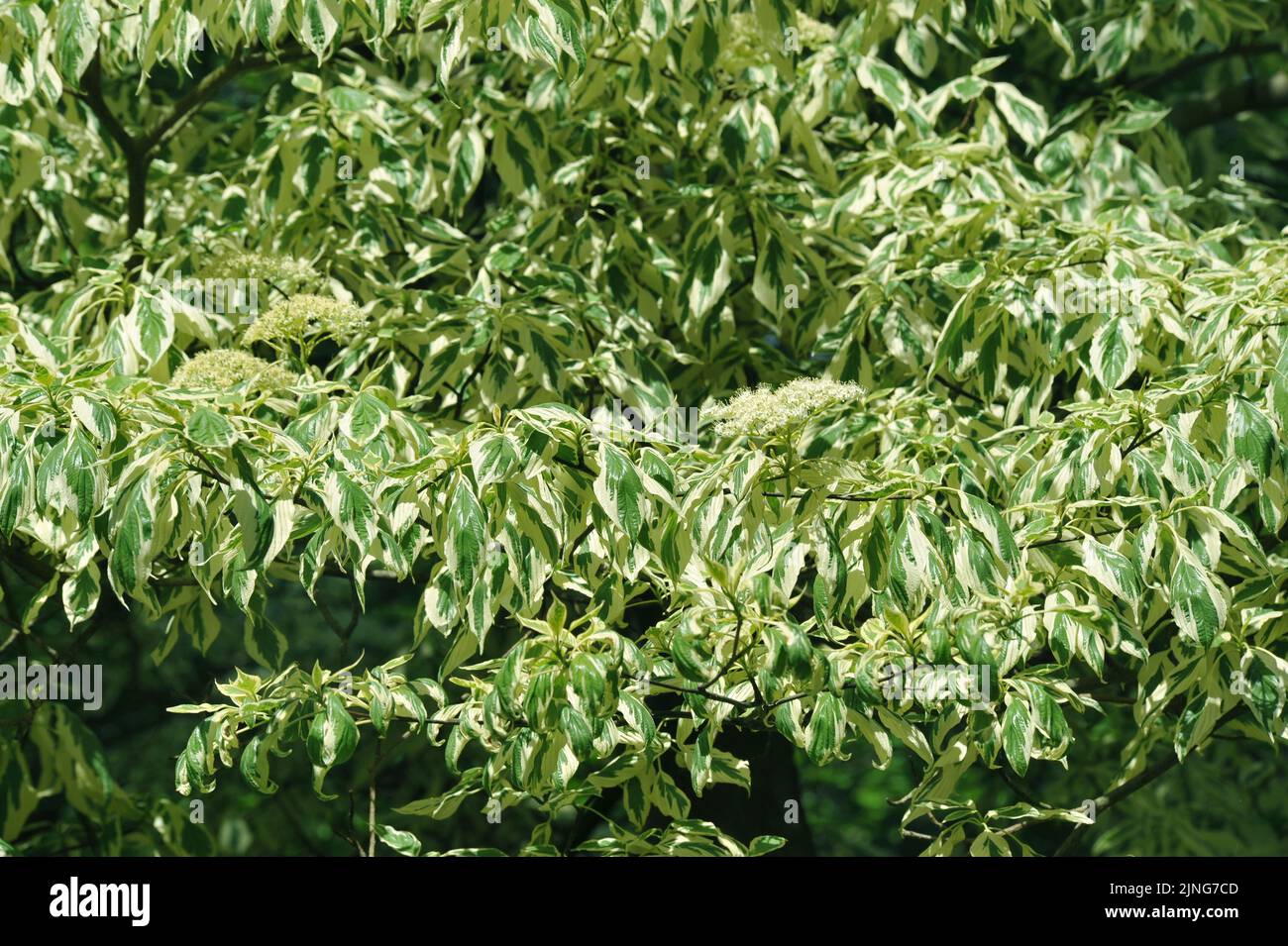 Plant, Wedding cake tree, Cornus controversa variegata Stock Photo - Alamy