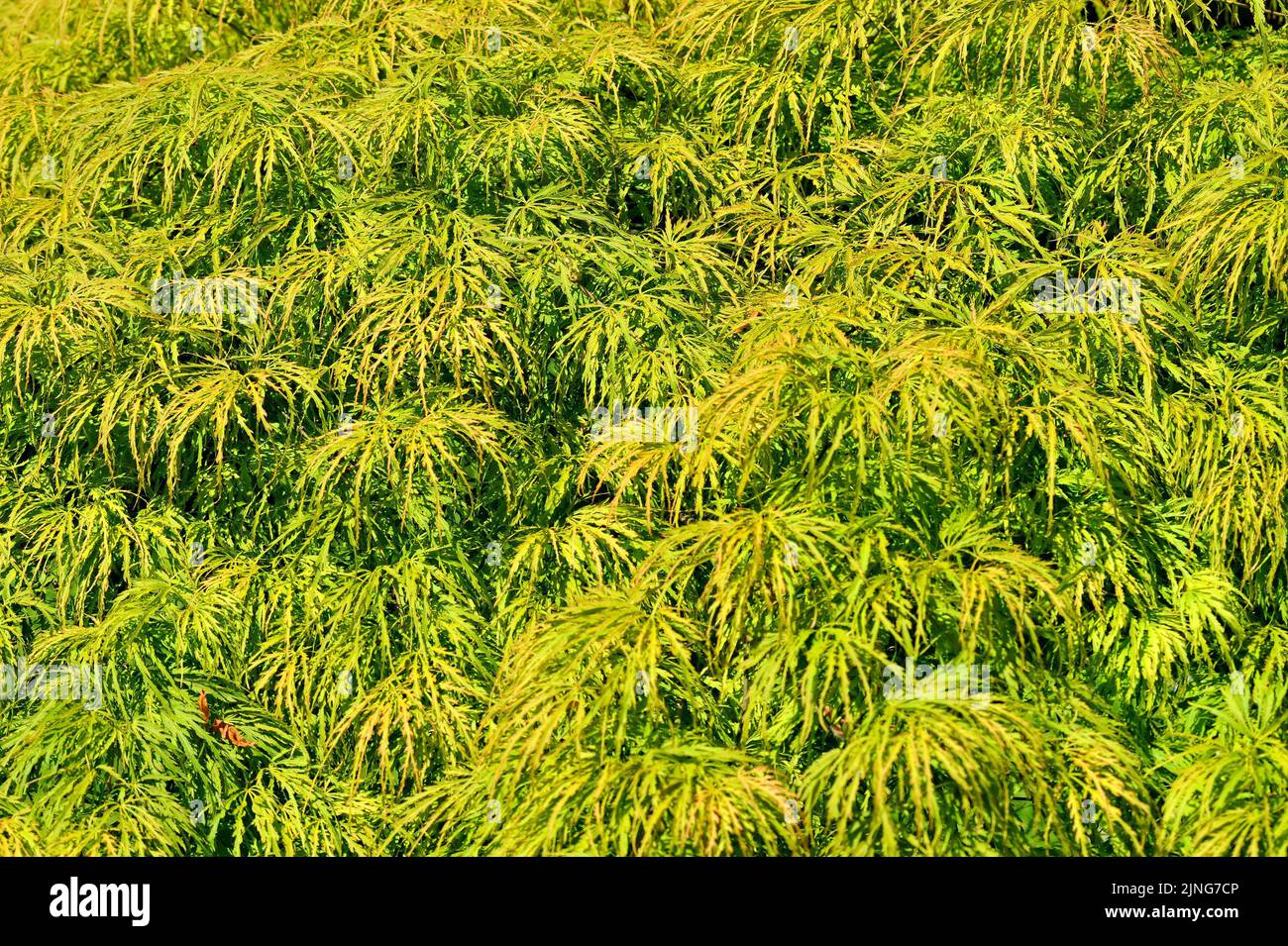 Plant, Palmate maple, Japanese maple Stock Photo - Alamy
