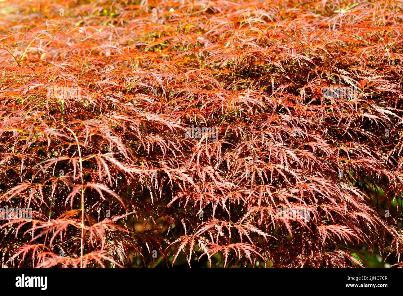 Plant, Palmate maple, Japanese maple Stock Photo - Alamy