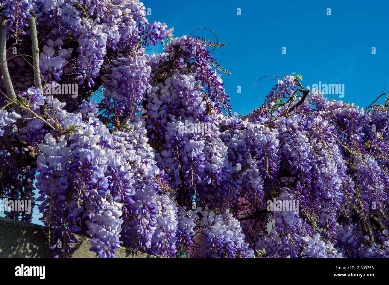 Pergolas wisteria hi-res stock photography and images - Alamy