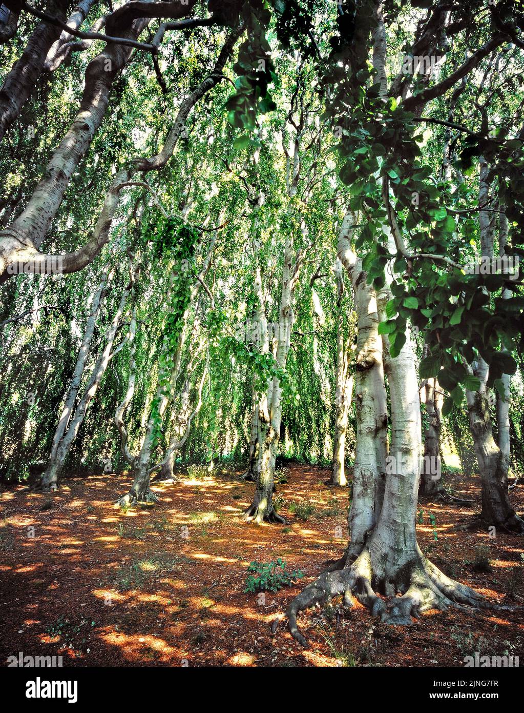 Beechwoods hi-res stock photography and images - Alamy