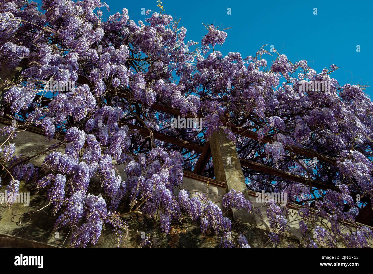 Pergolas wisteria hi-res stock photography and images - Alamy