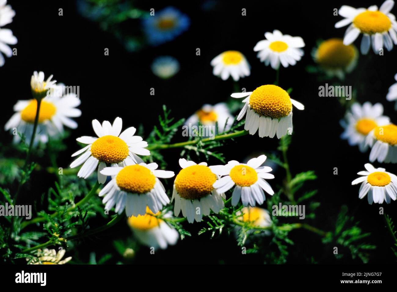 Chamomile chamomilla medicinal plant hi-res stock photography and ...