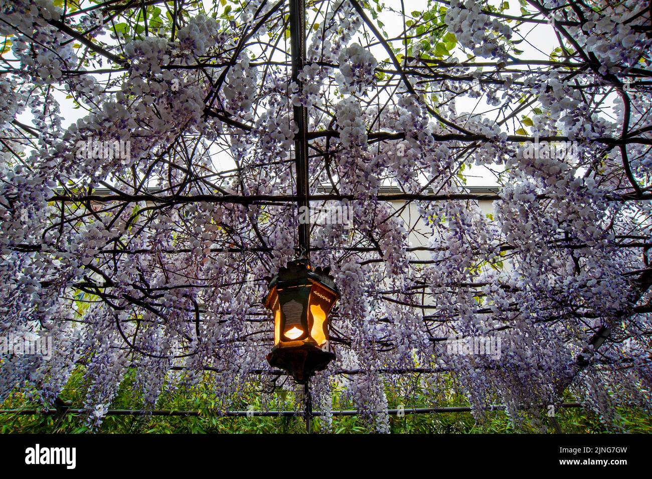Pergolas wisteria hi-res stock photography and images - Alamy