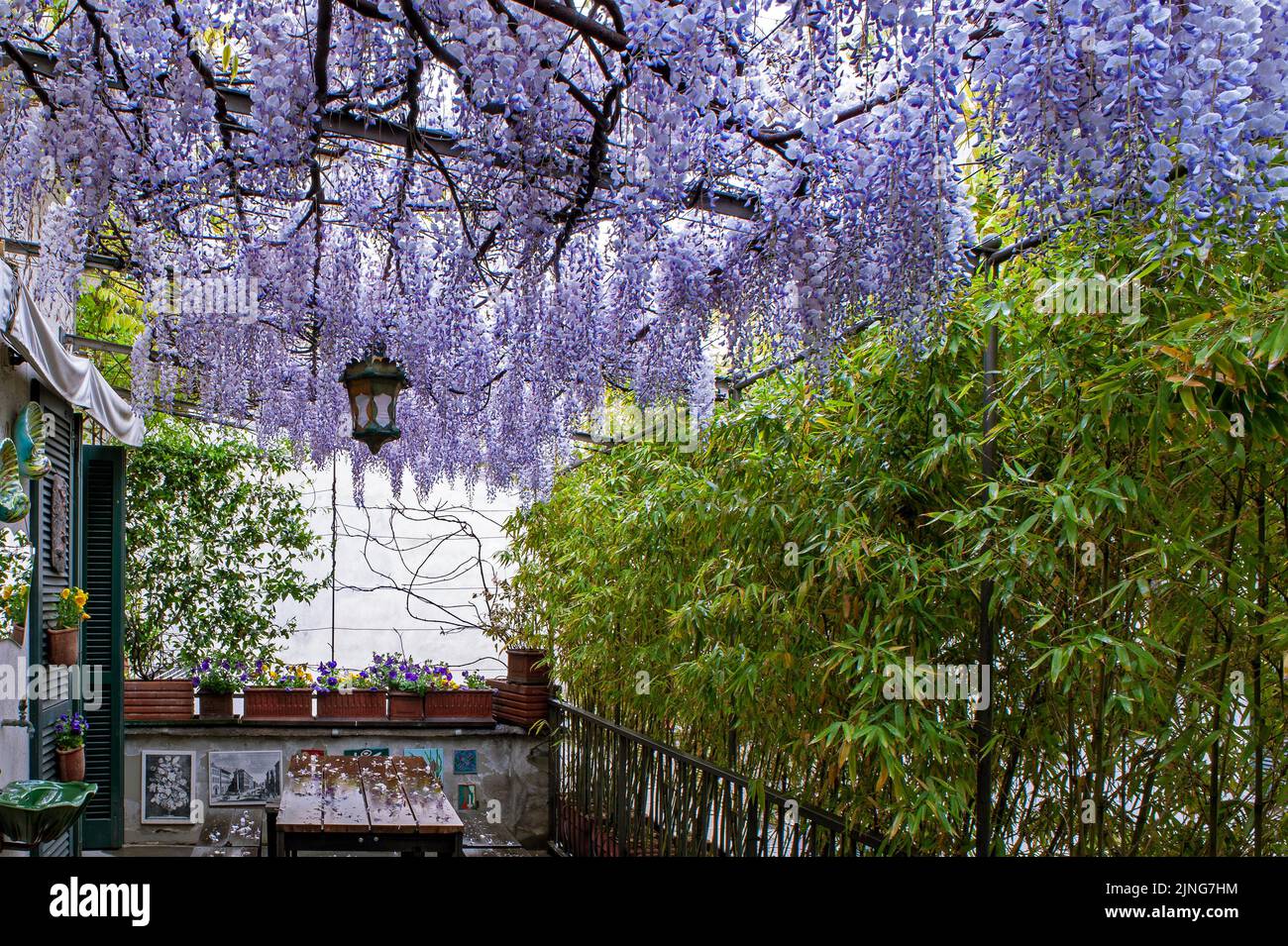 Pergolas wisteria hi-res stock photography and images - Alamy
