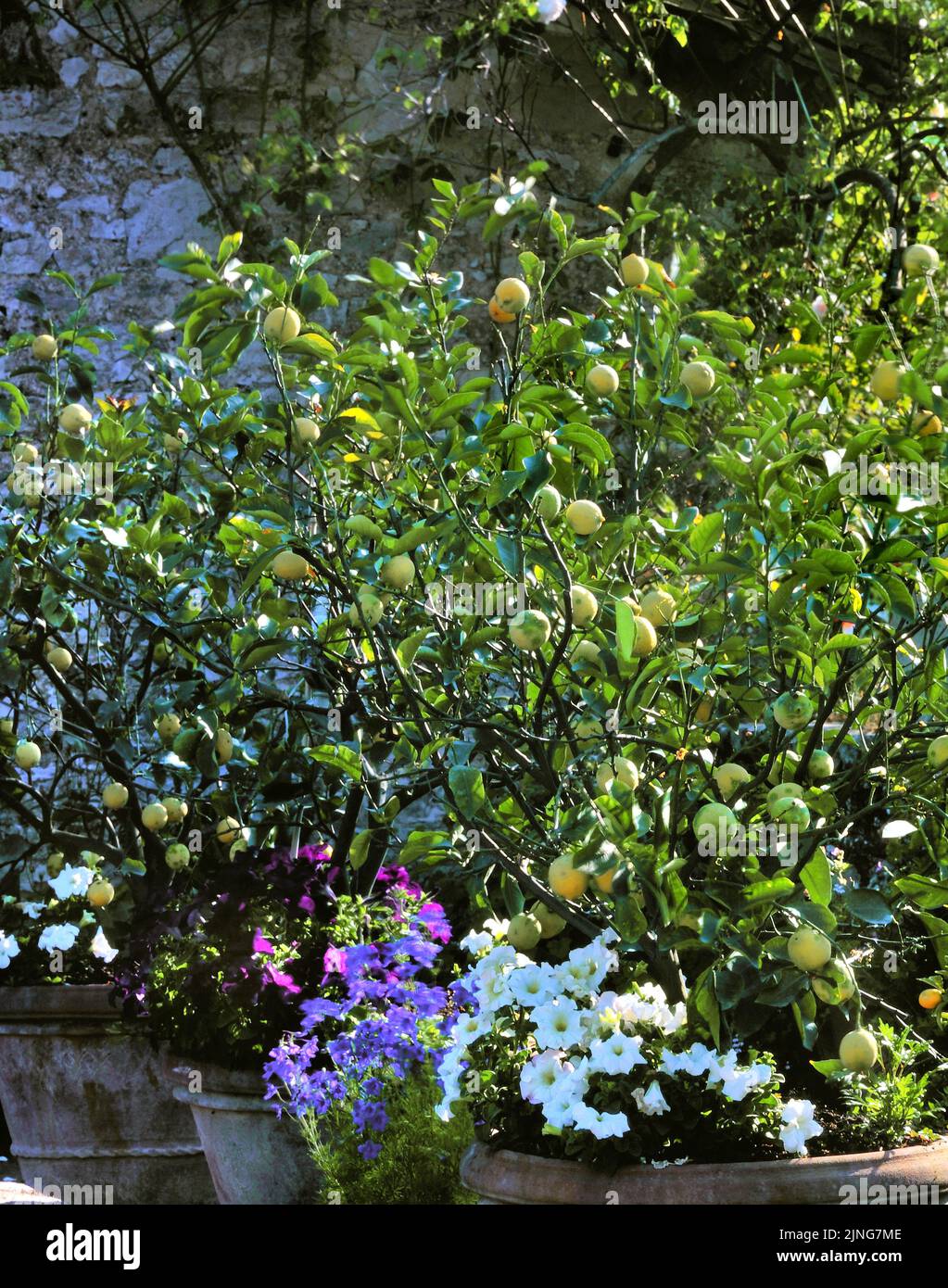 Garden with lemon plants in pots Stock Photo - Alamy