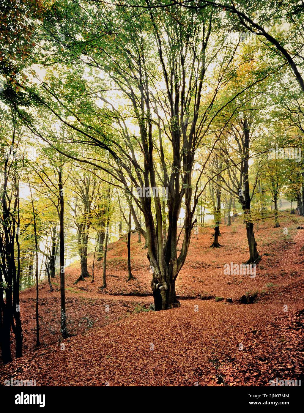Garden, beech woods Stock Photo - Alamy