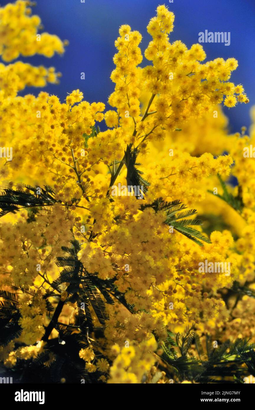 Mimosaceae hi-res stock photography and images - Alamy