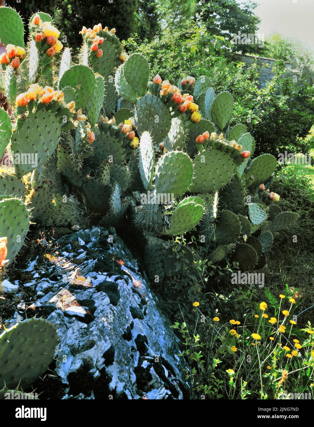 Prickly pear, Opuntia ficus indica Stock Photo - Alamy