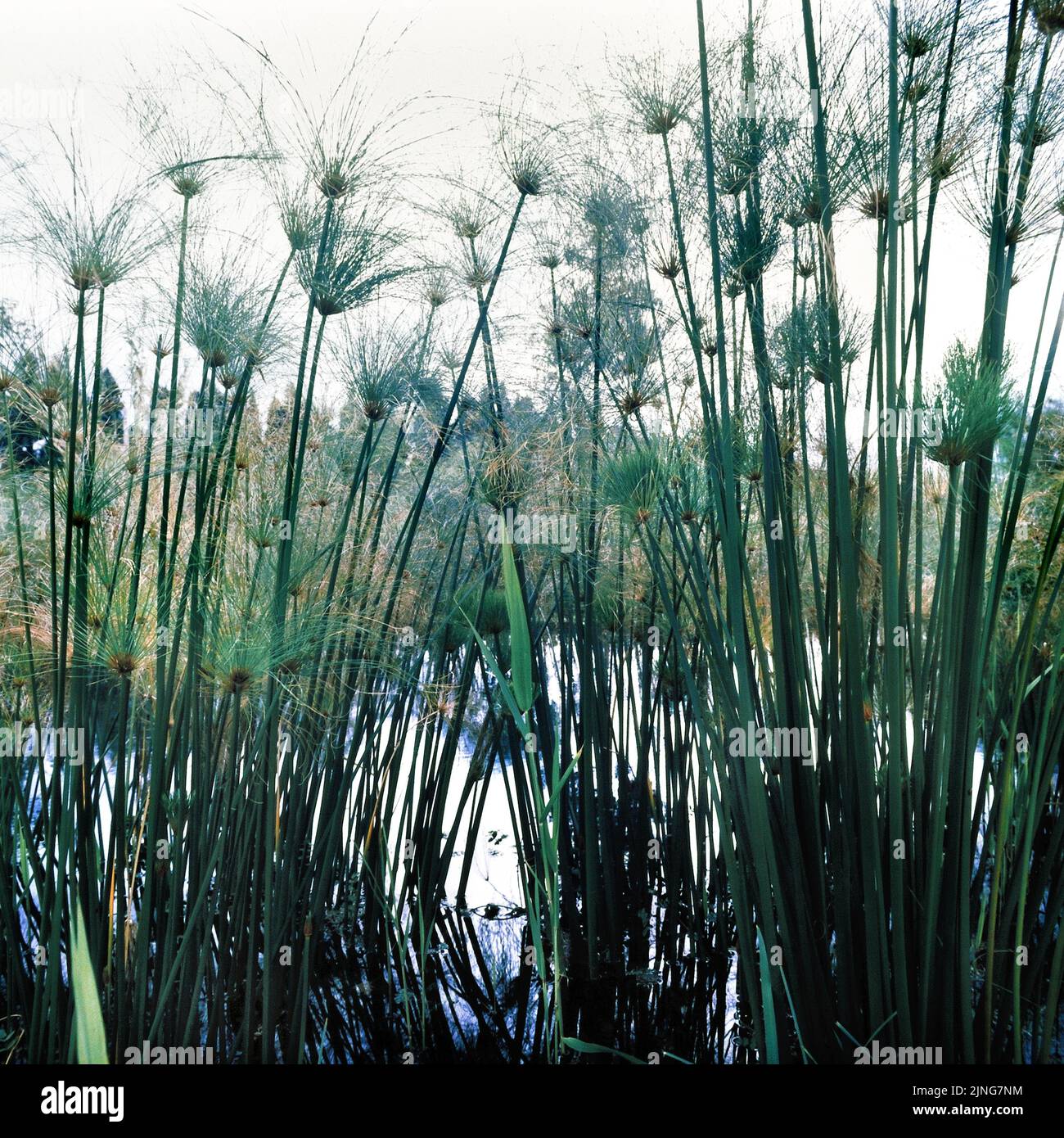 Papyrus writing egypt hi-res stock photography and images - Alamy