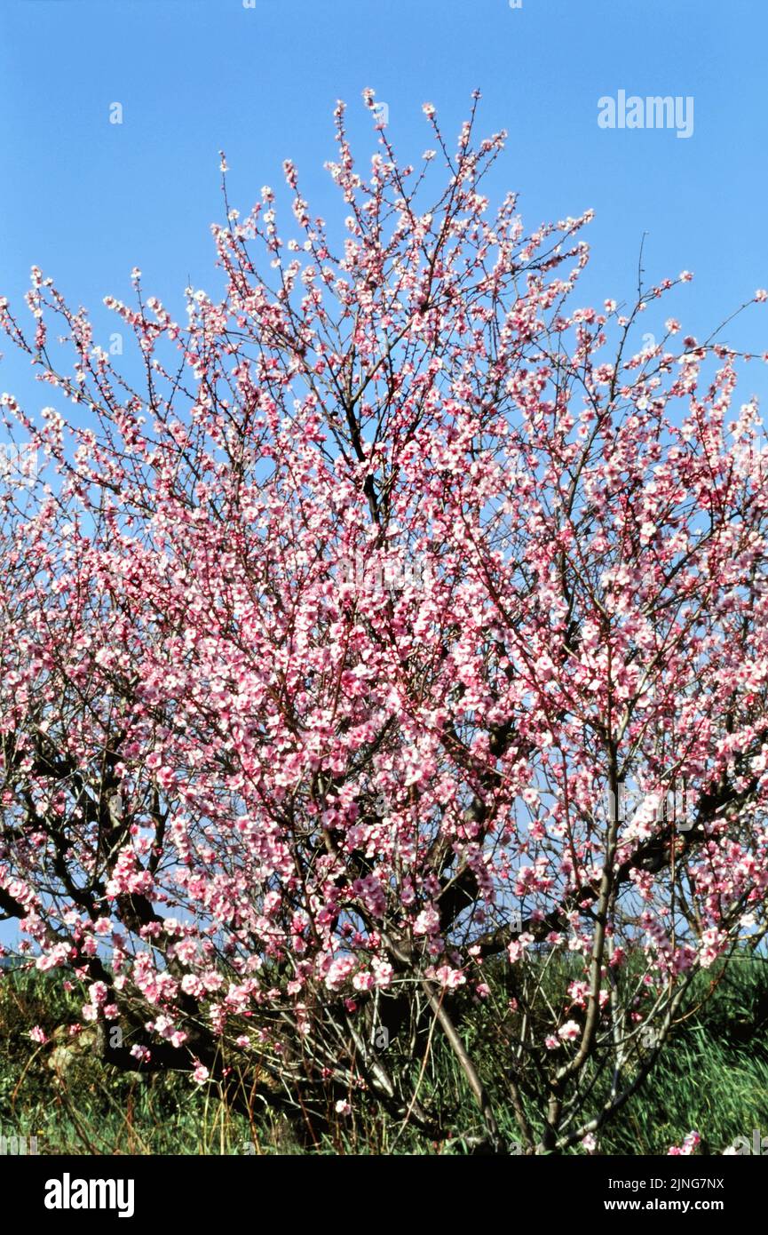 Flowering peach tree Stock Photo - Alamy