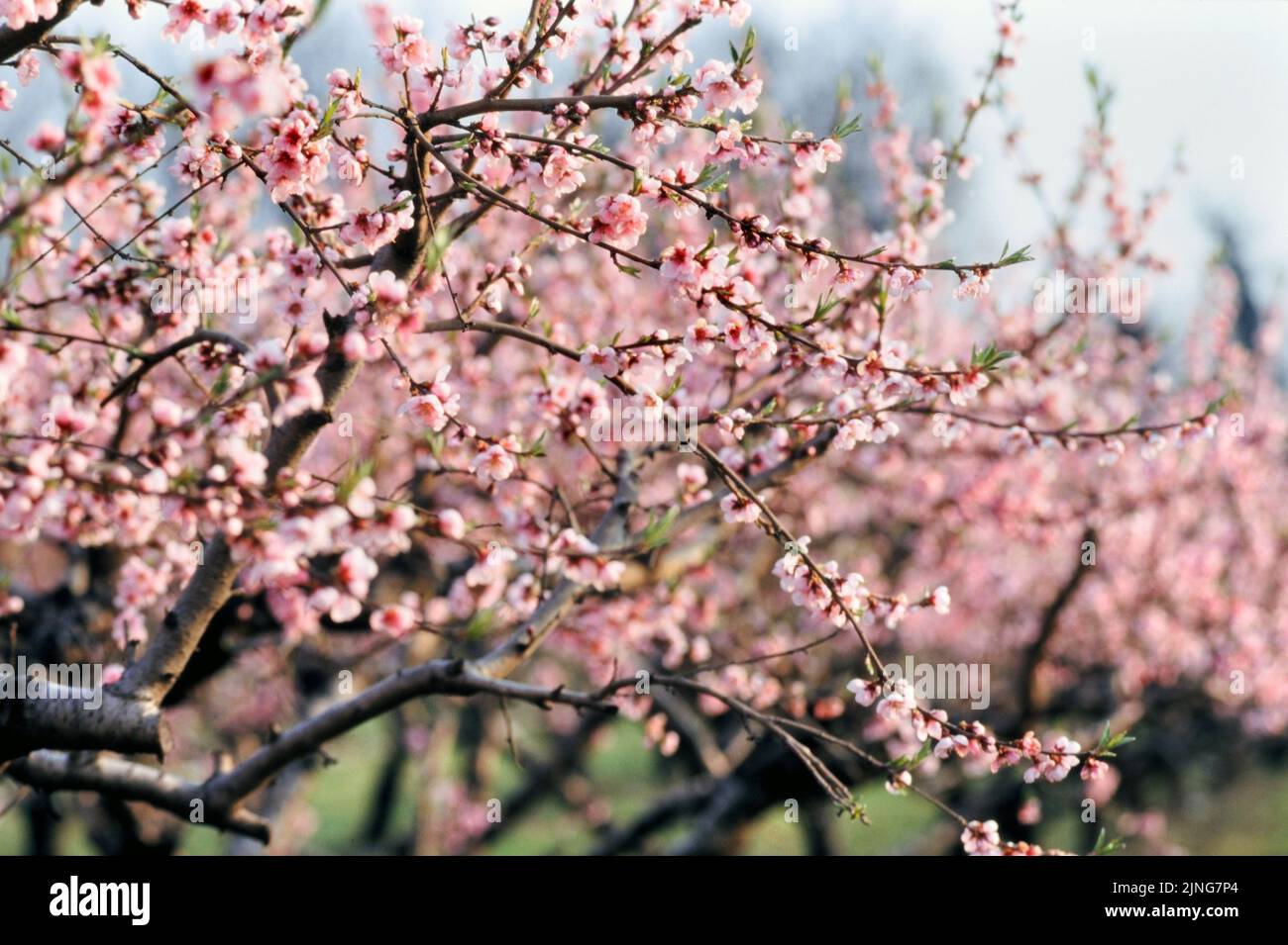 Flowering peach tree Stock Photo - Alamy