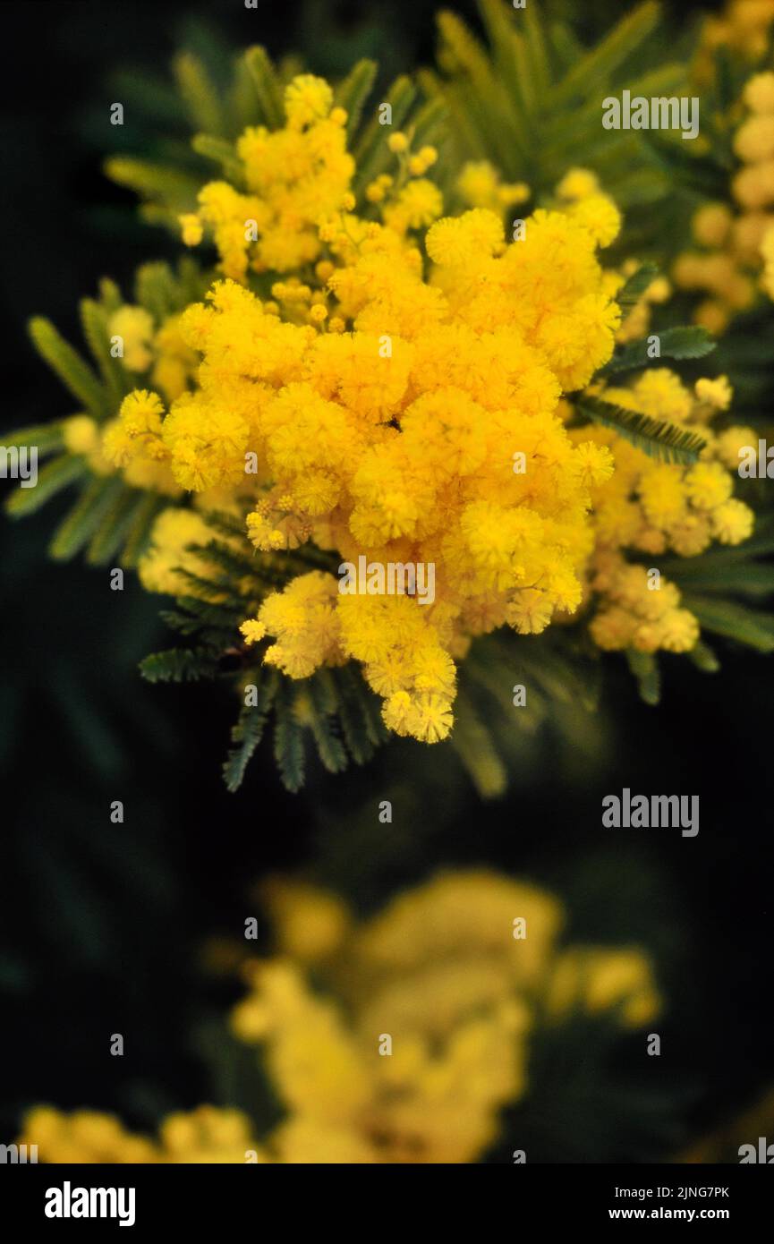 Mimosaceae family hi-res stock photography and images - Alamy