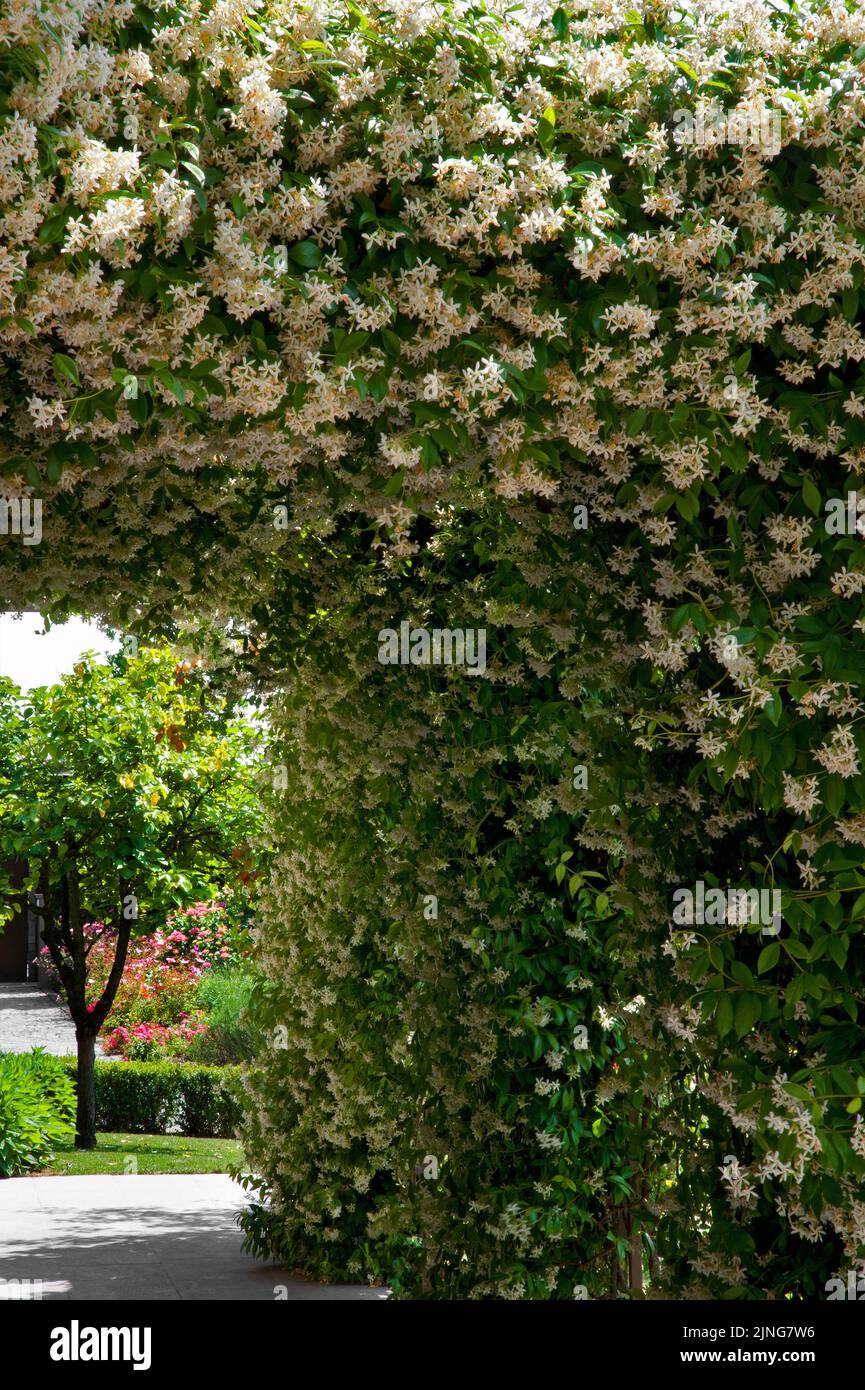 Garden with arched jasmine hedges Stock Photo - Alamy