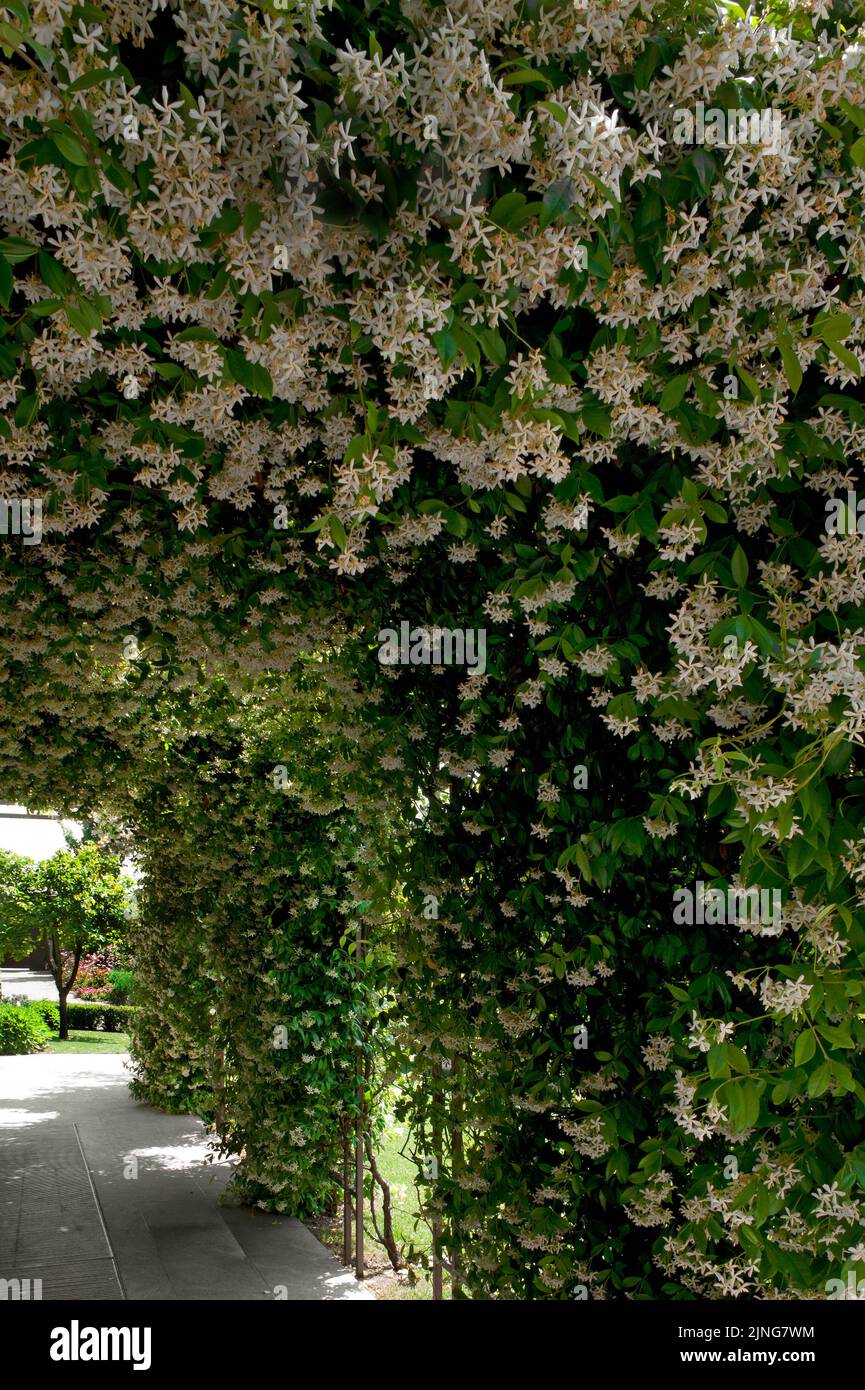 Garden with arched jasmine hedges Stock Photo - Alamy