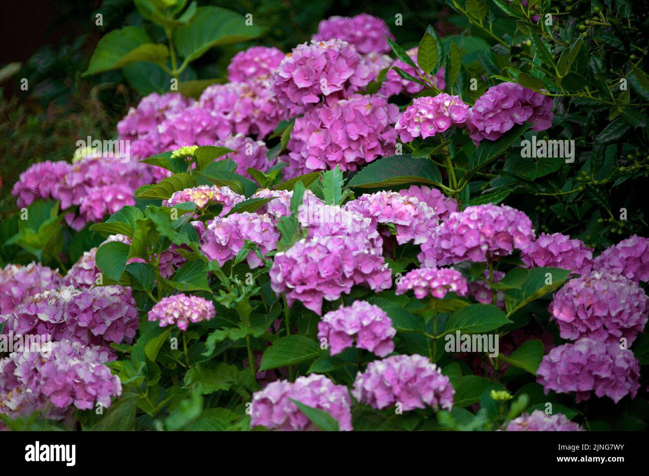 Hydrangeaceae flowers hi-res stock photography and images - Alamy