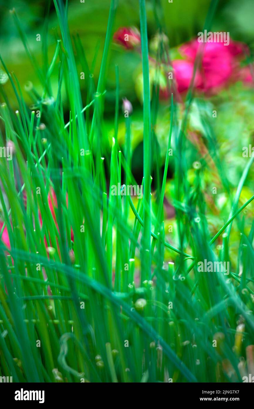 Chives, Allium schoenoprasum Stock Photo - Alamy