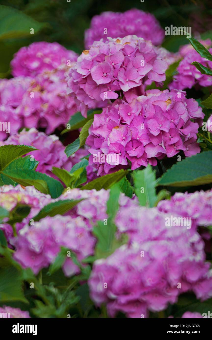 Hydrangea family hi-res stock photography and images - Alamy