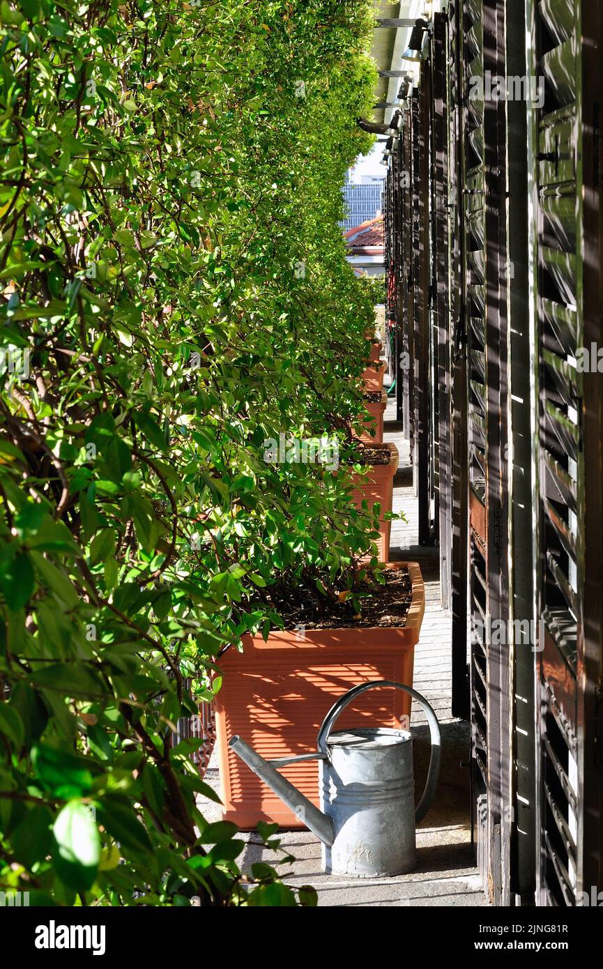 Climbing plants in pots Stock Photo - Alamy