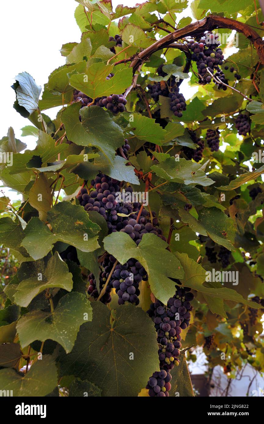 Strawberry grape vine, Vitis labrusca Stock Photo - Alamy