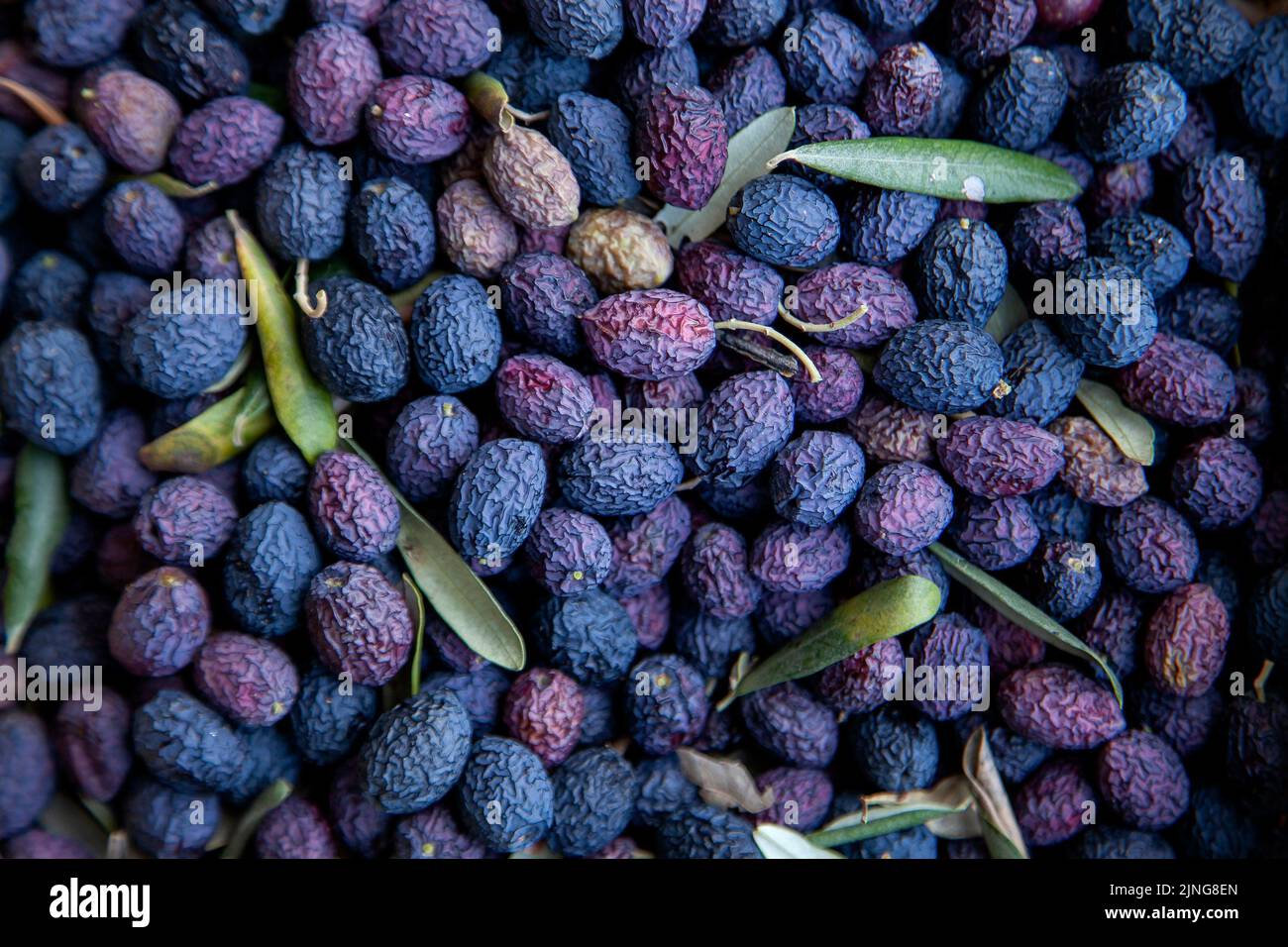 Natural harvest black olives stack background. Close-up Stock Photo - Alamy