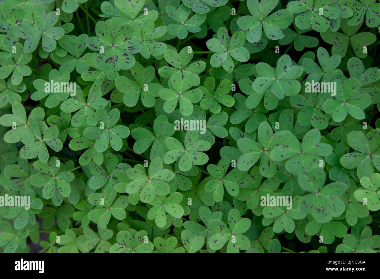 Green clovers texture, Green background with three-leaved shamrocks ...