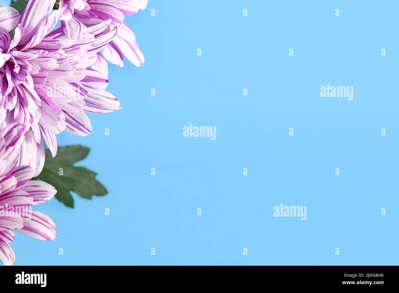 Chrysanthemum flower on side of blue background with copy space Stock ...