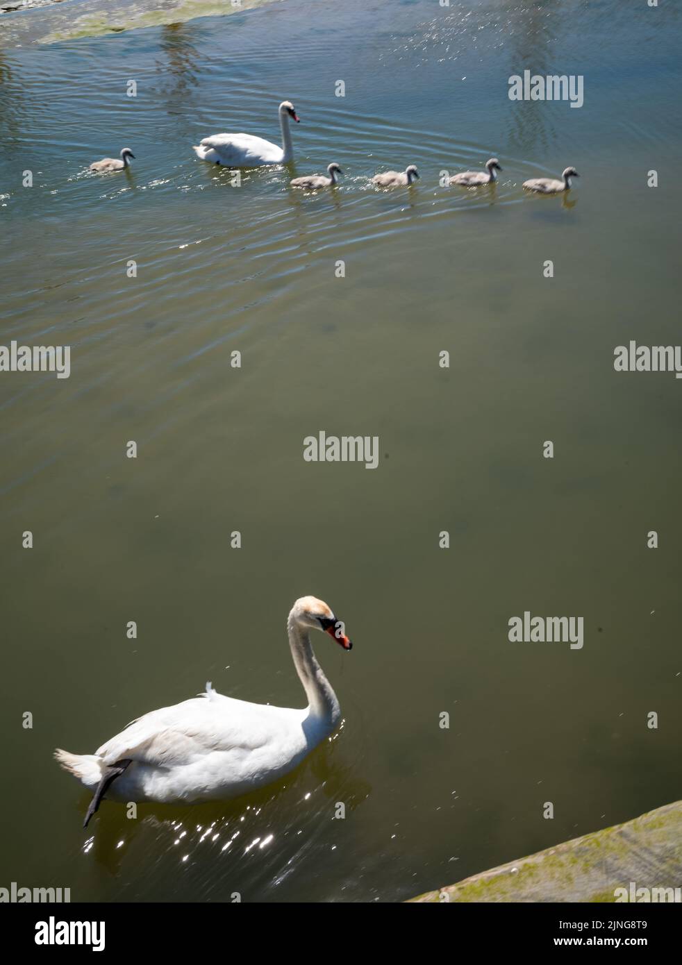 Cygnets baby swans float down hi-res stock photography and images - Alamy