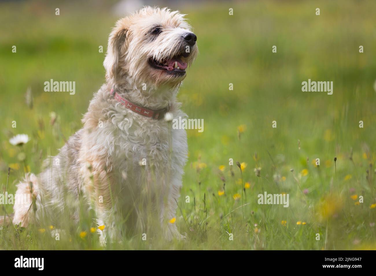 older beagle and buzzard mix dog posing in the field among yellow ...