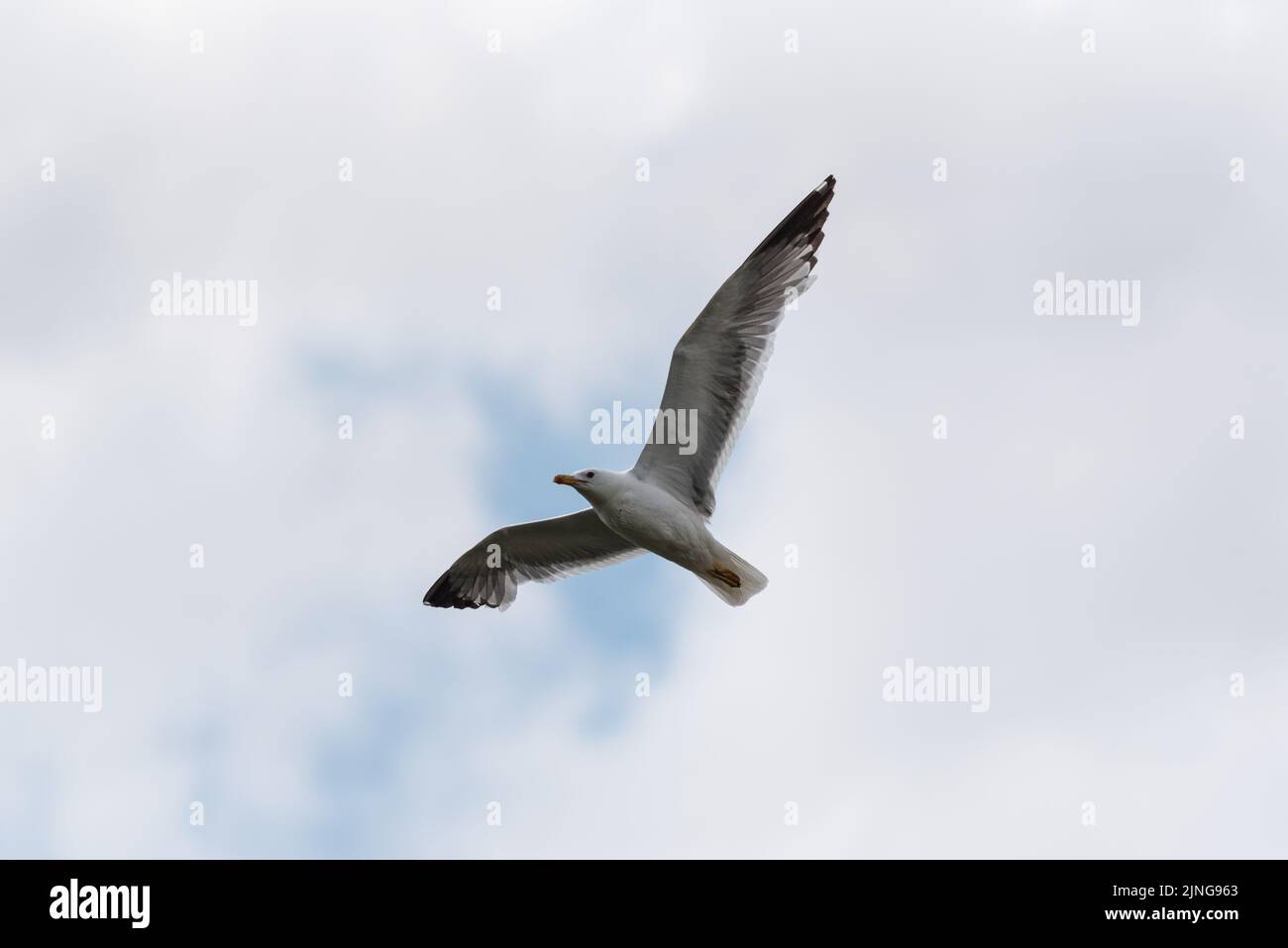 Flying Armenian Gull (Larus armenicus Stock Photo - Alamy
