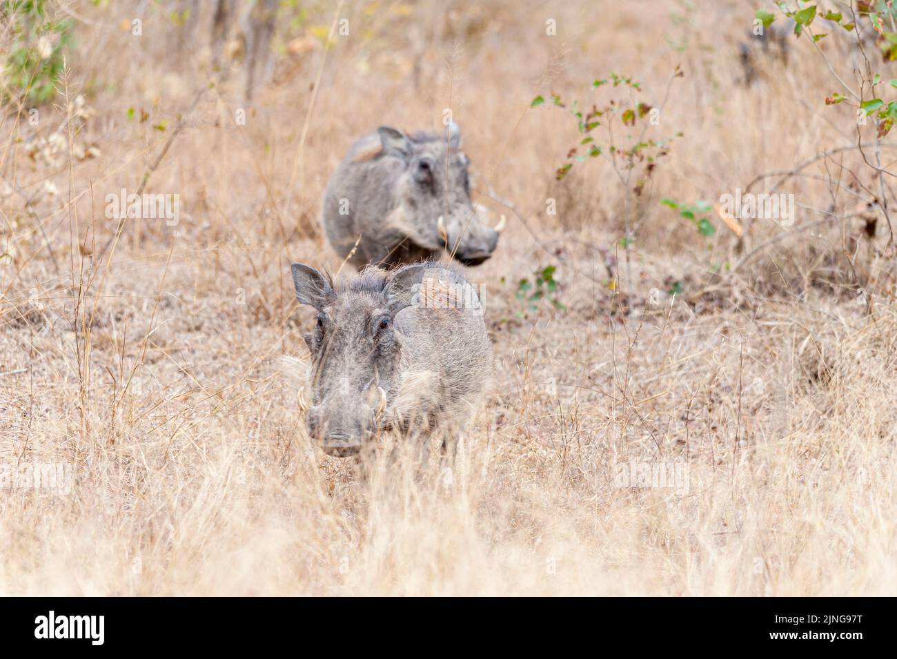 Warthogs in their wild habitat in the savanna, and woodland in sub ...