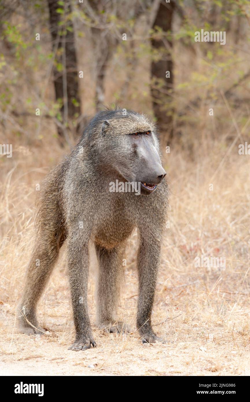 Chacma Baboon in his habitat with copy space, South Africa, wildlife ...