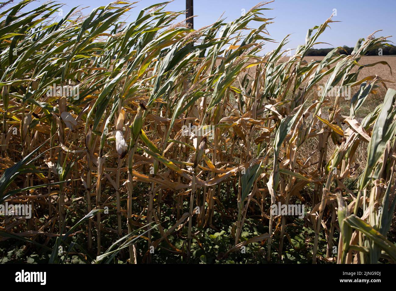 Dry agricultural fields. Illustration of the drought affecting France ...