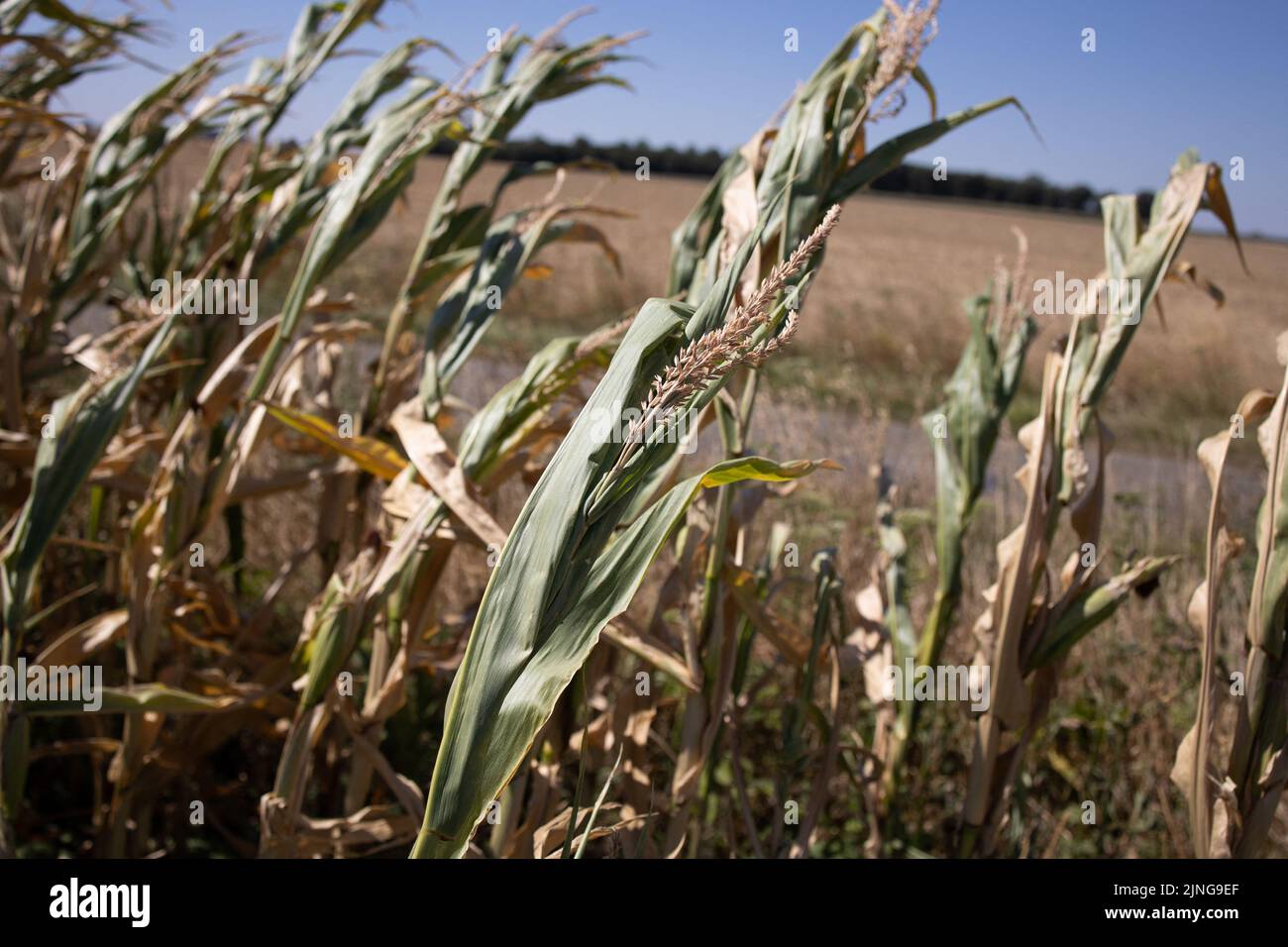 Dry agricultural fields. Illustration of the drought affecting France ...