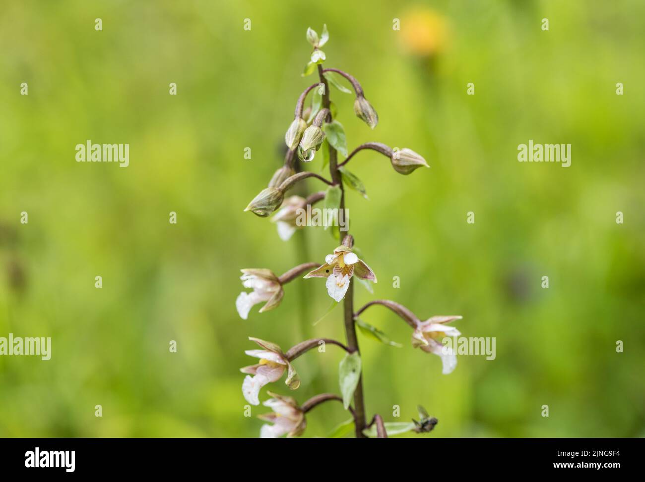 Flower of Marsh Helleborine (Epipactis palustris Stock Photo - Alamy