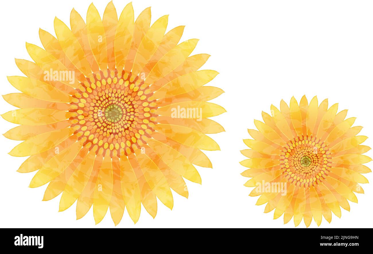 Illustration of a large sunflower Stock Vector Image & Art - Alamy