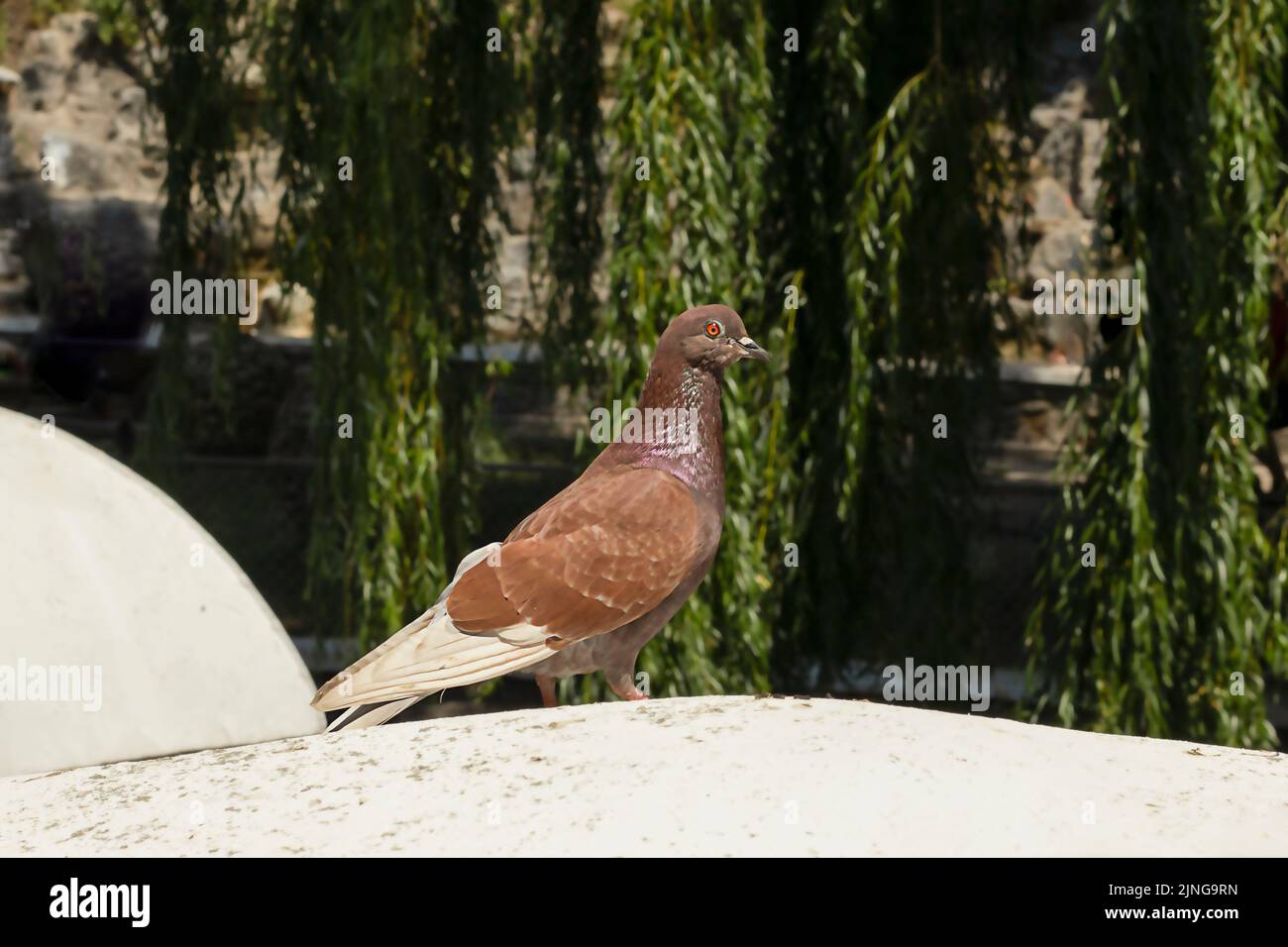 Adult brown pigeon sitting on a fence Stock Photo - Alamy