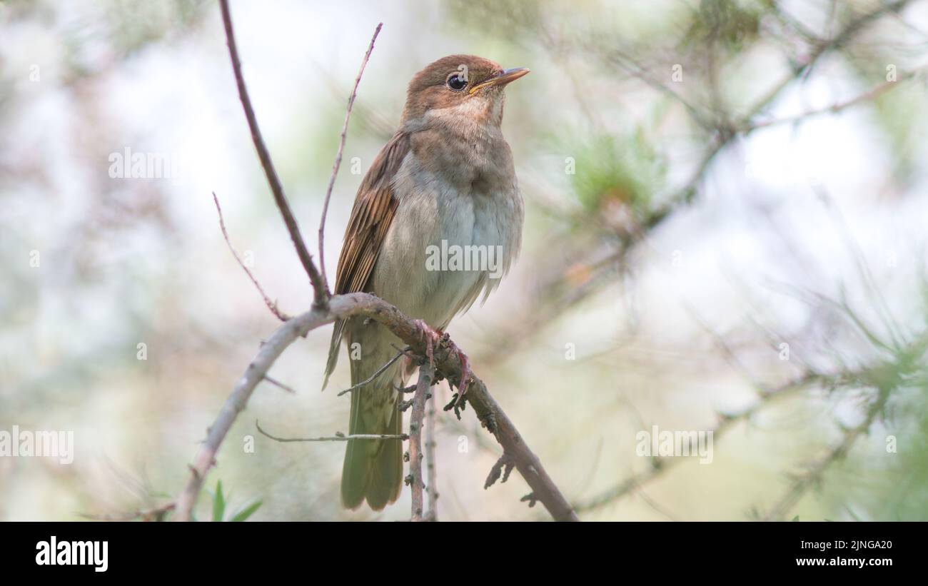 A common nightingale perched on a tree branch at daytime Stock Photo ...