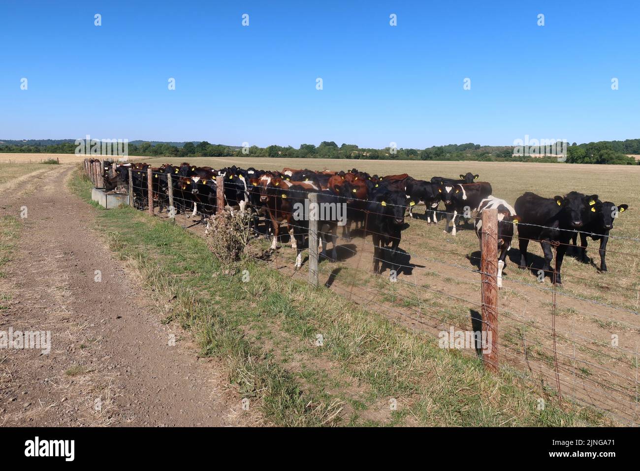 stampede of cows. Worcestershire. England. UK Stock Photo - Alamy