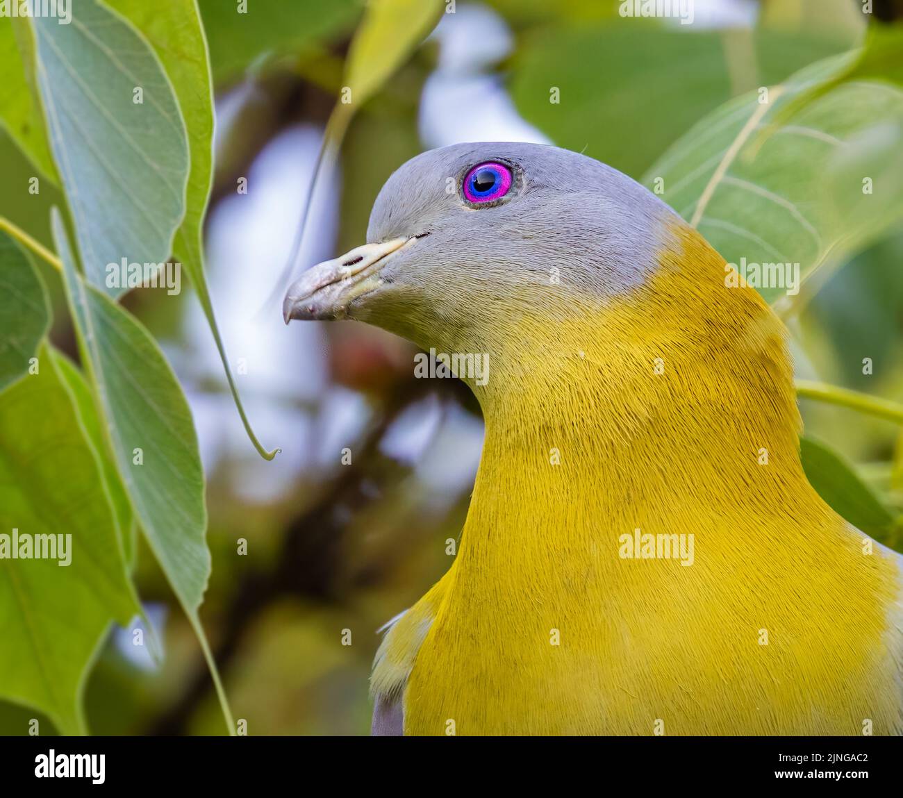 A yellow footed green pigeon side view shot on a tree Stock Photo - Alamy