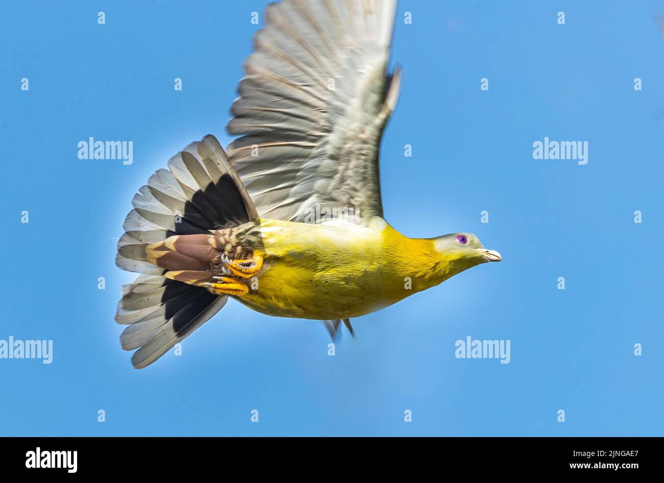 Yellow footed green pigeon in flying mode in blue sky Stock Photo - Alamy