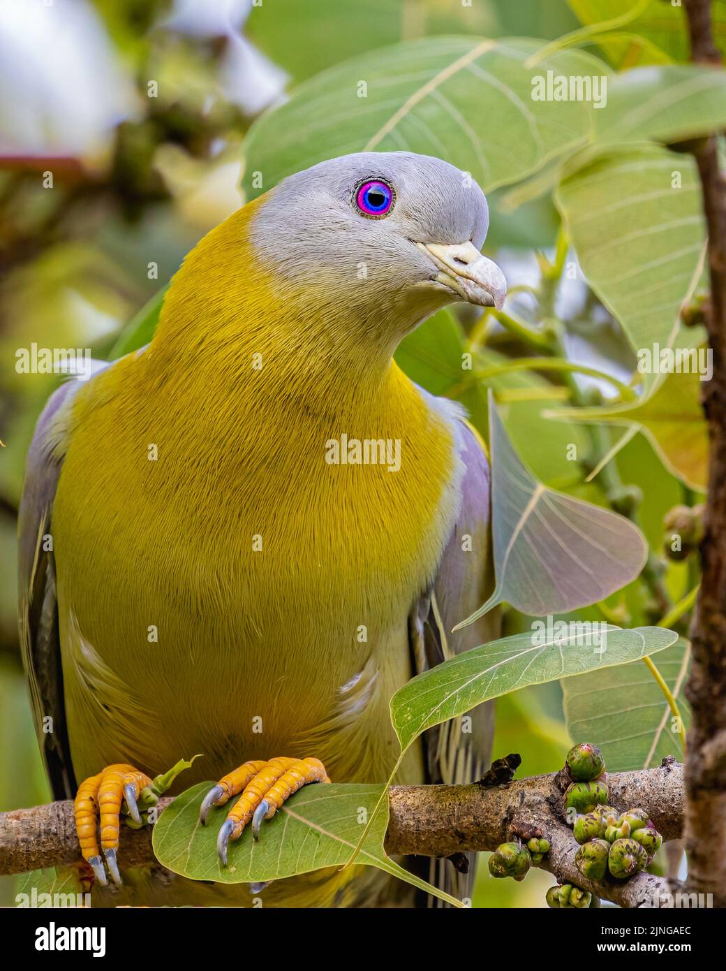Beautiful blue eyes of a yellow footed green pigeon looking from a tree ...
