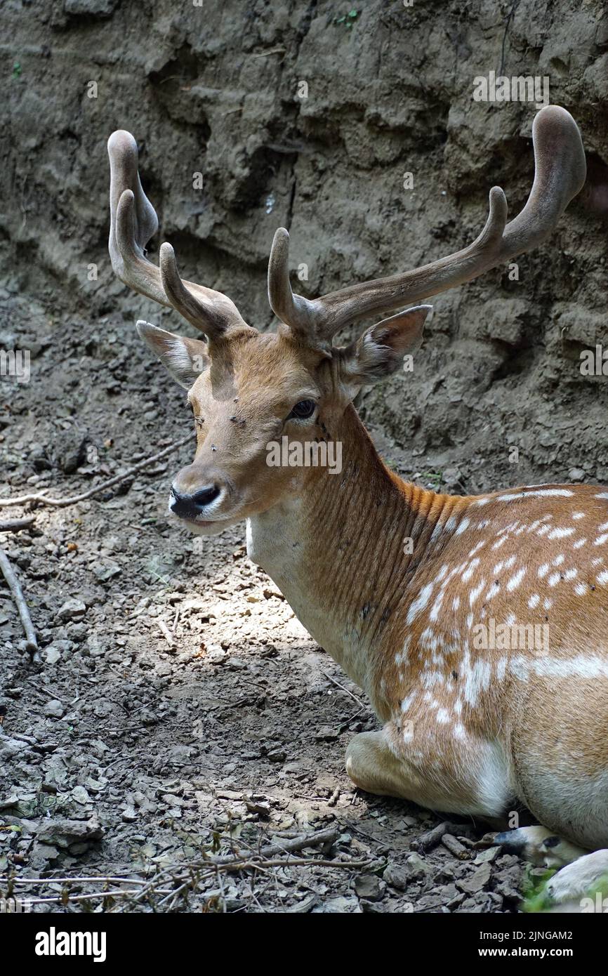 Dama natura hi-res stock photography and images - Alamy