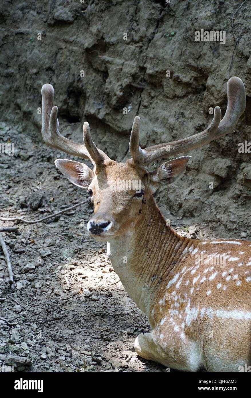 Damhirsch dam hirsch damwild dama dama hi-res stock photography and ...
