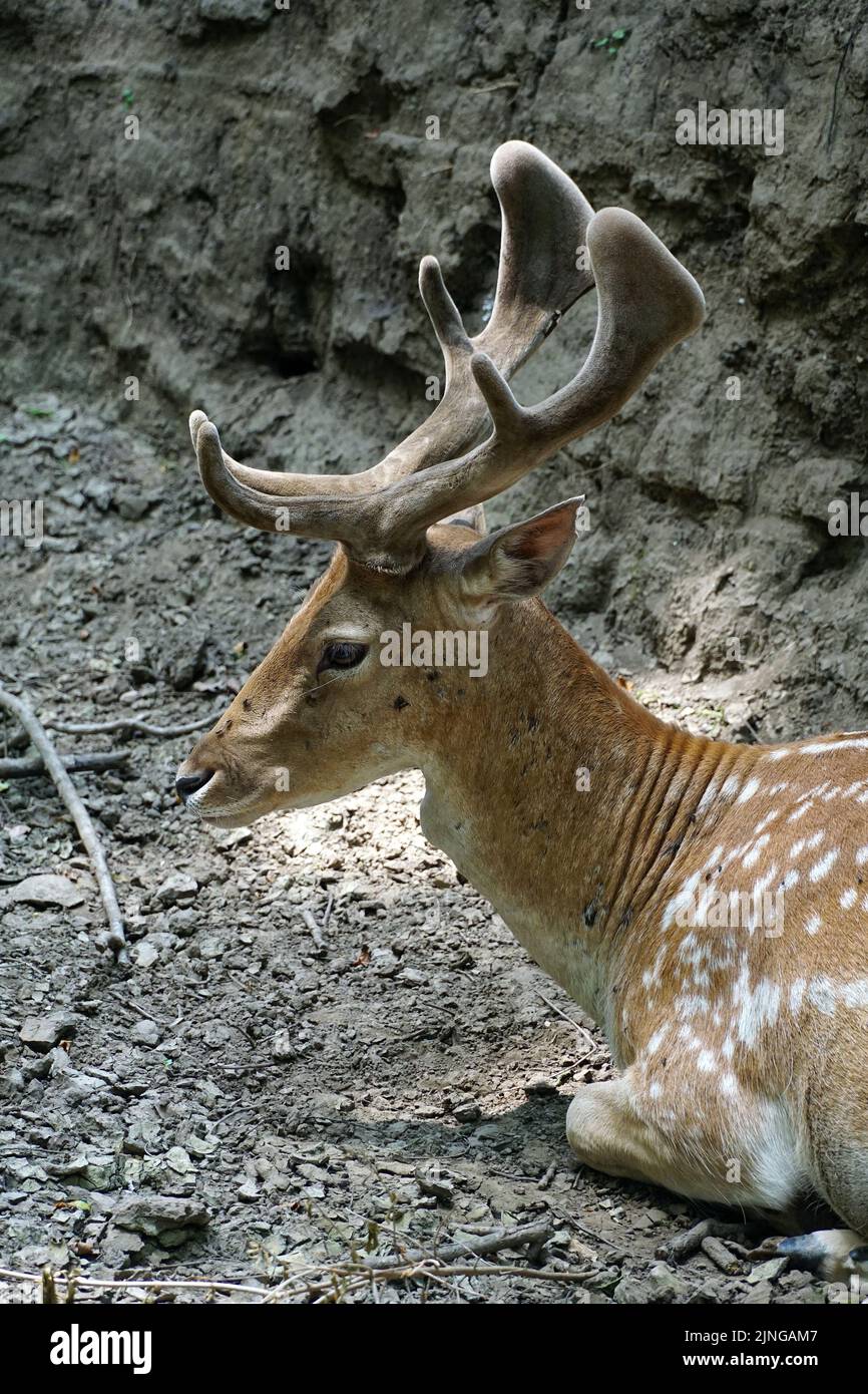 Damhirsch dam hirsch damwild dama dama hi-res stock photography and ...